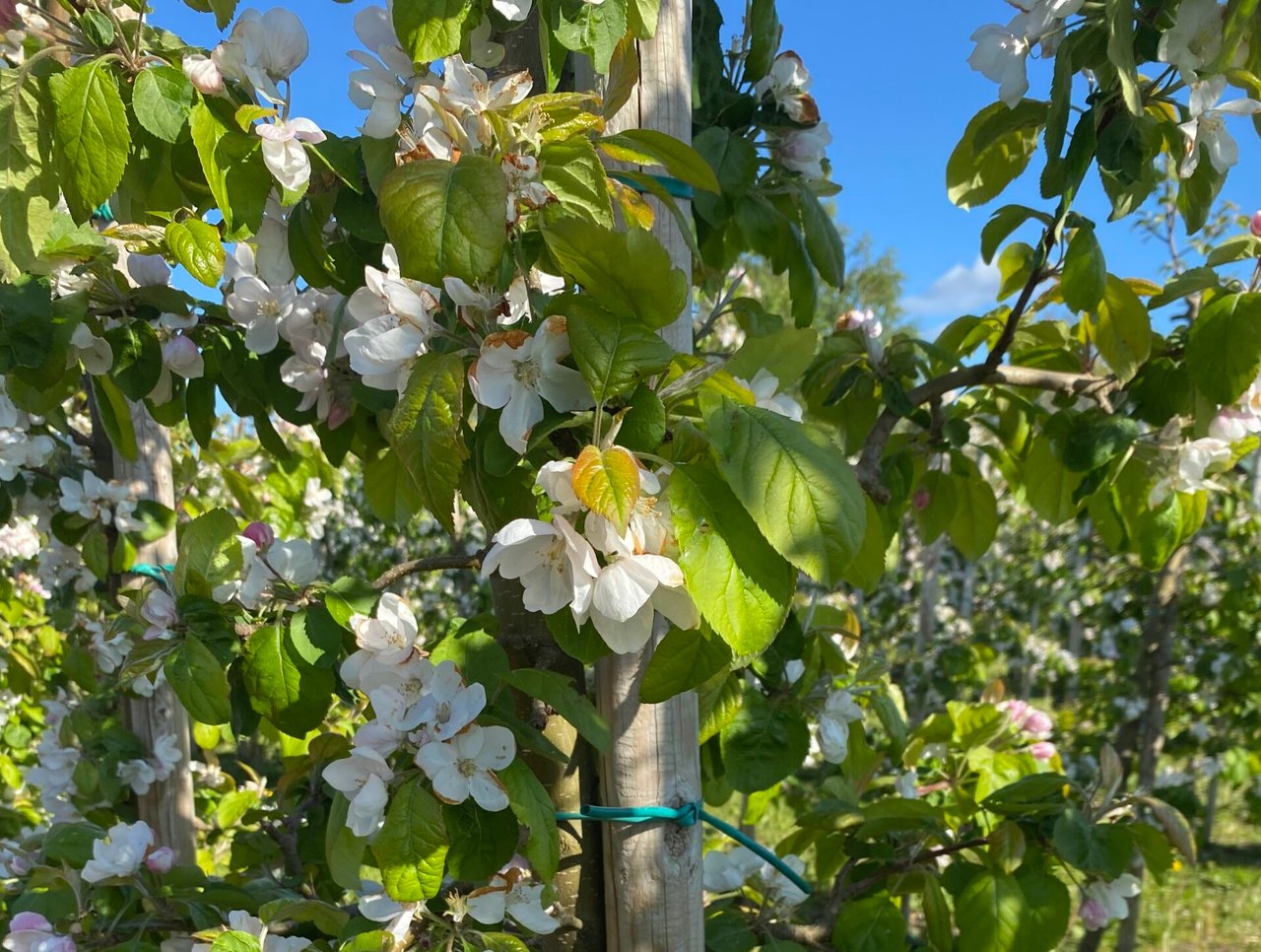 Elokuva - Visit Åland